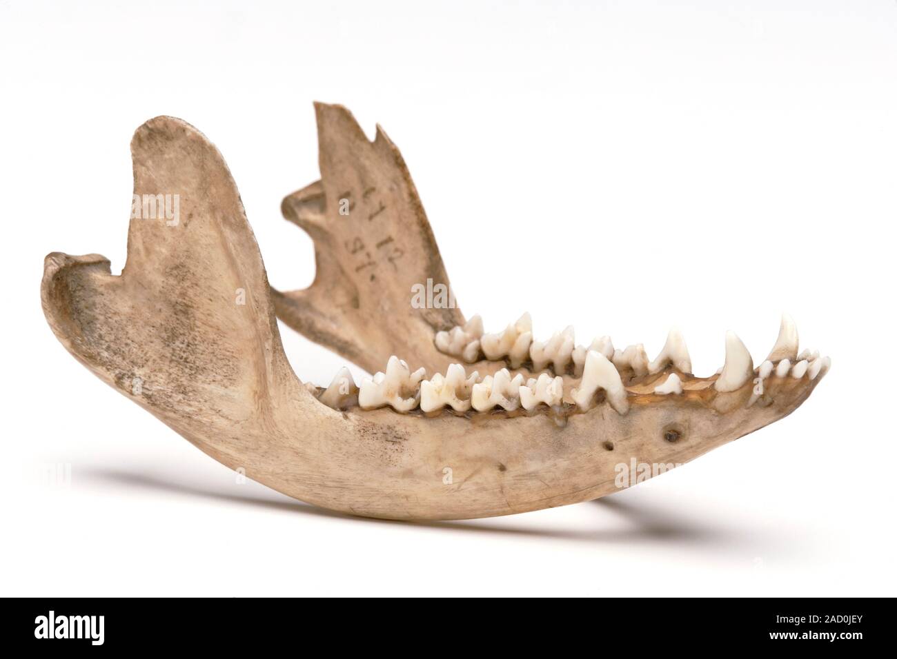 Opossum jawbone. Jawbone (mandible) of an American opossum (Didelphis ...