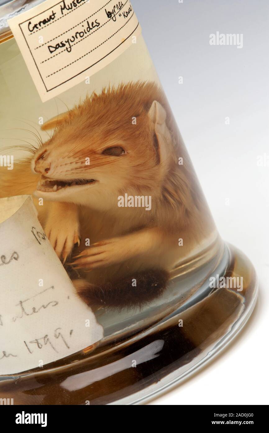 Kowari. Preserved specimen of a kowari. The kowari (Dasyuroides byrnei ...