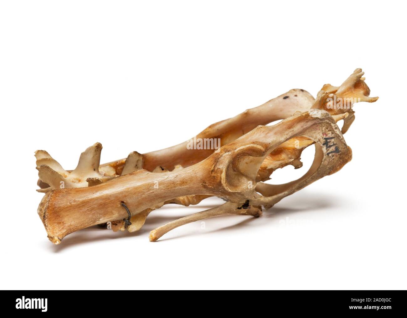 Cuscus skeleton. Partial skeleton of a cuscus (Phalanger sp.): pelvic ...