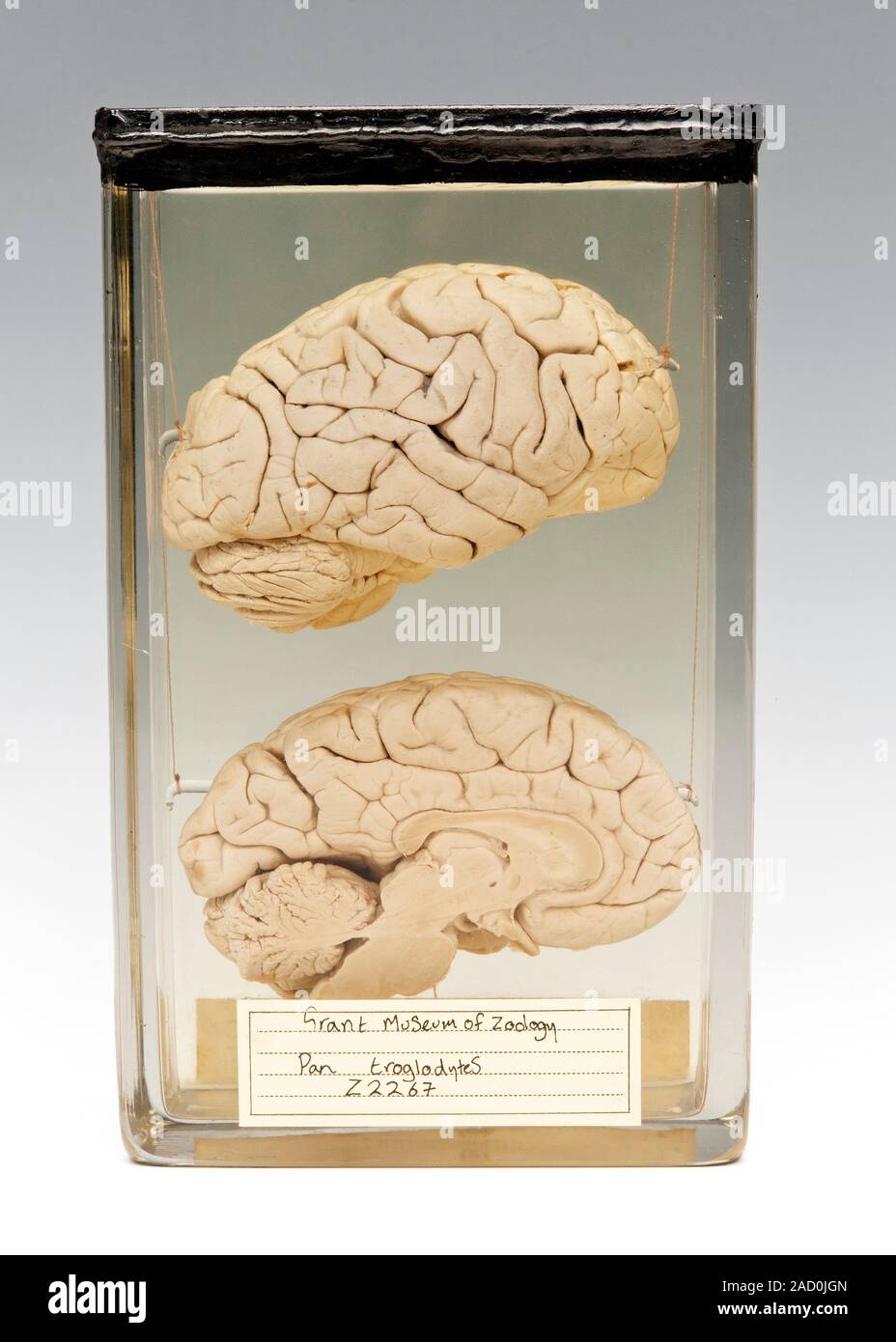 Chimpanzee brain. Preserved specimen of the bisected brain of a ...