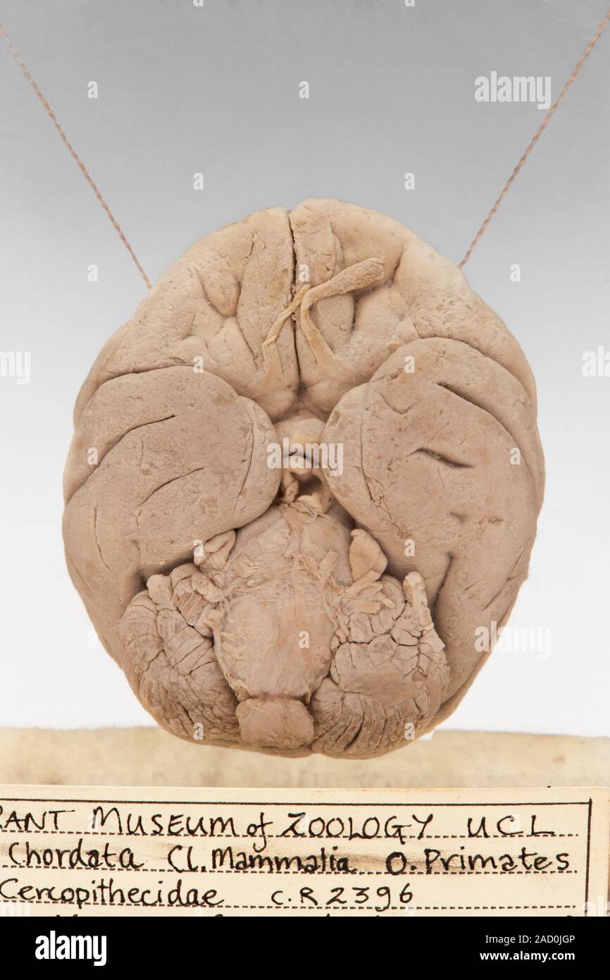 Macaque brain. Preserved specimen of the brain of a long-tailed macaque ...