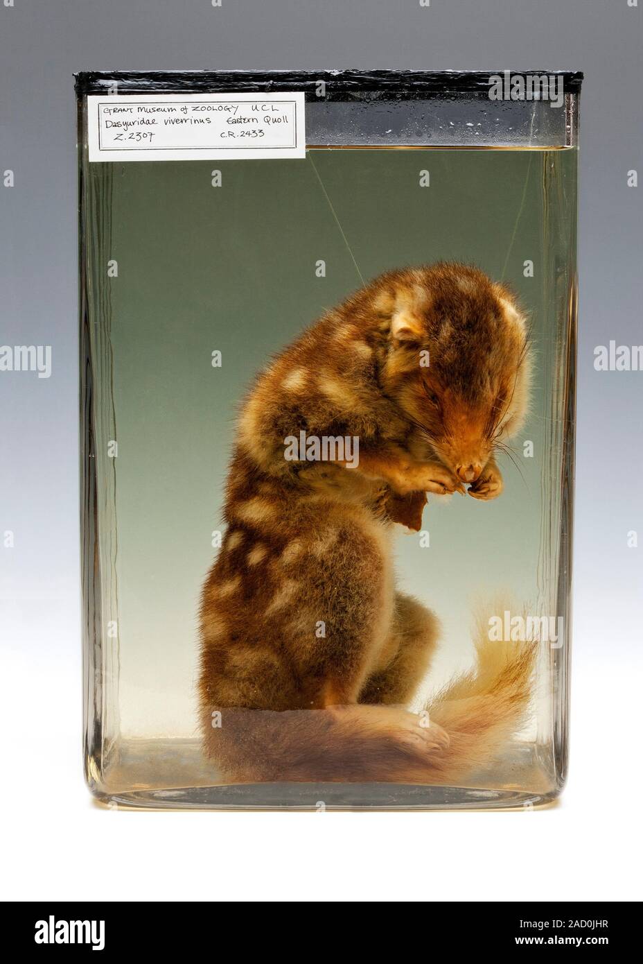 Eastern quoll. Preserved specimen of an eastern quoll (Dasyurus ...