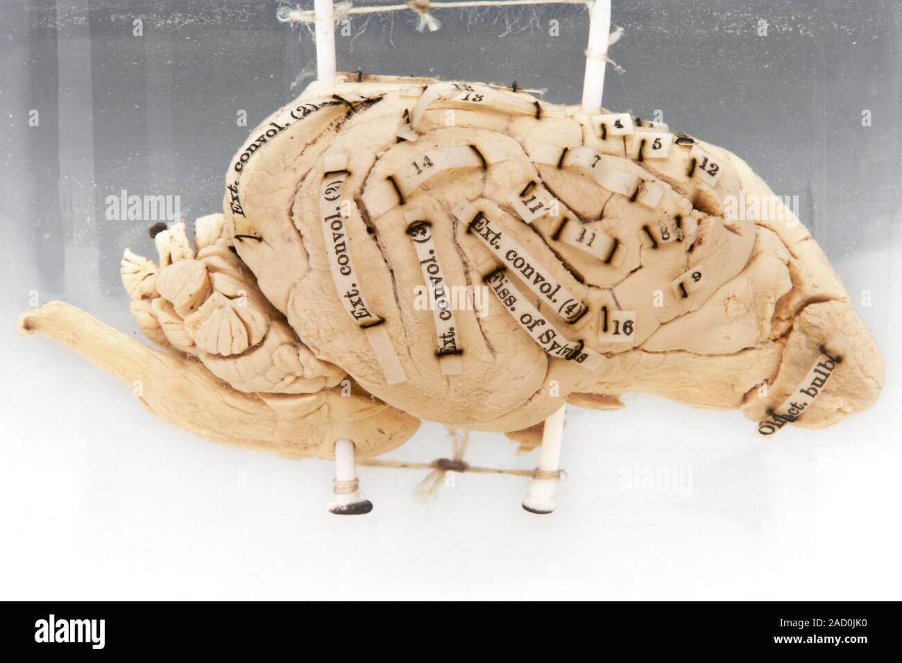Dog's brain. Labelled specimen of the brain of a domestic dog (Canis ...