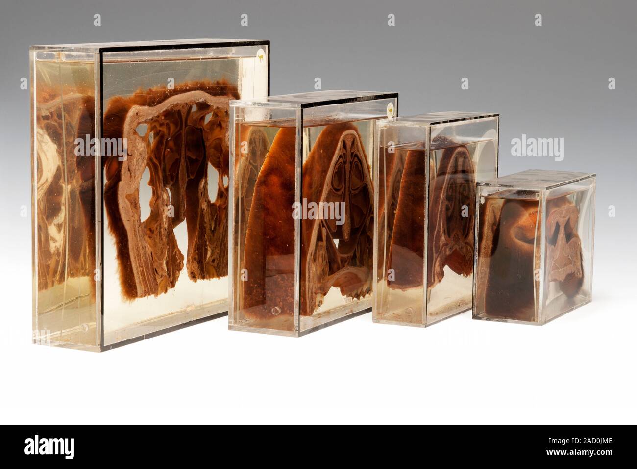 Bison head anatomy. Preserved transverse sections through the head of a ...