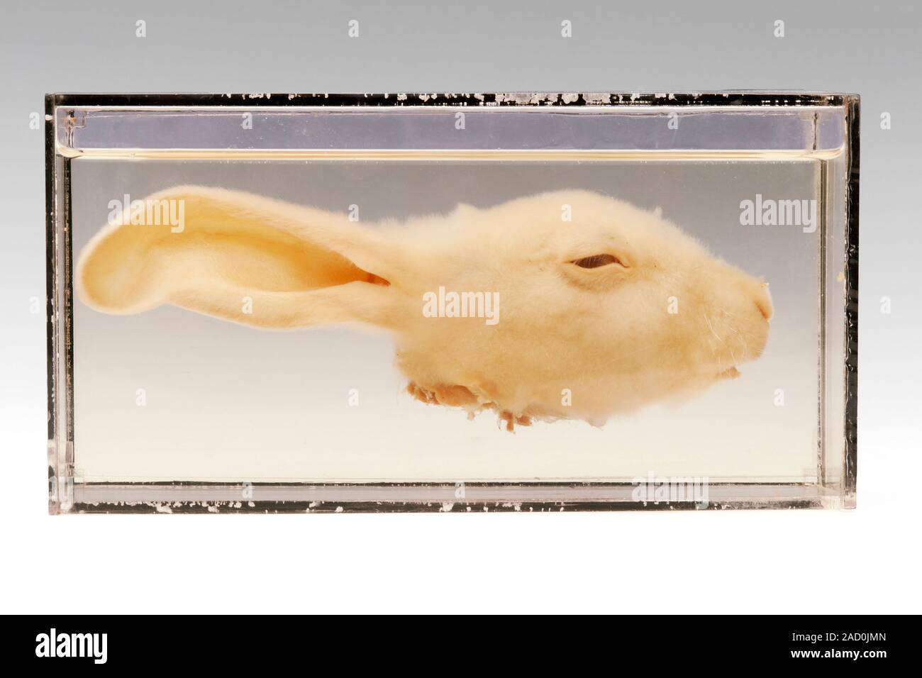 Rabbit head. Preserved head of a European or common rabbit (Oryctolagus ...