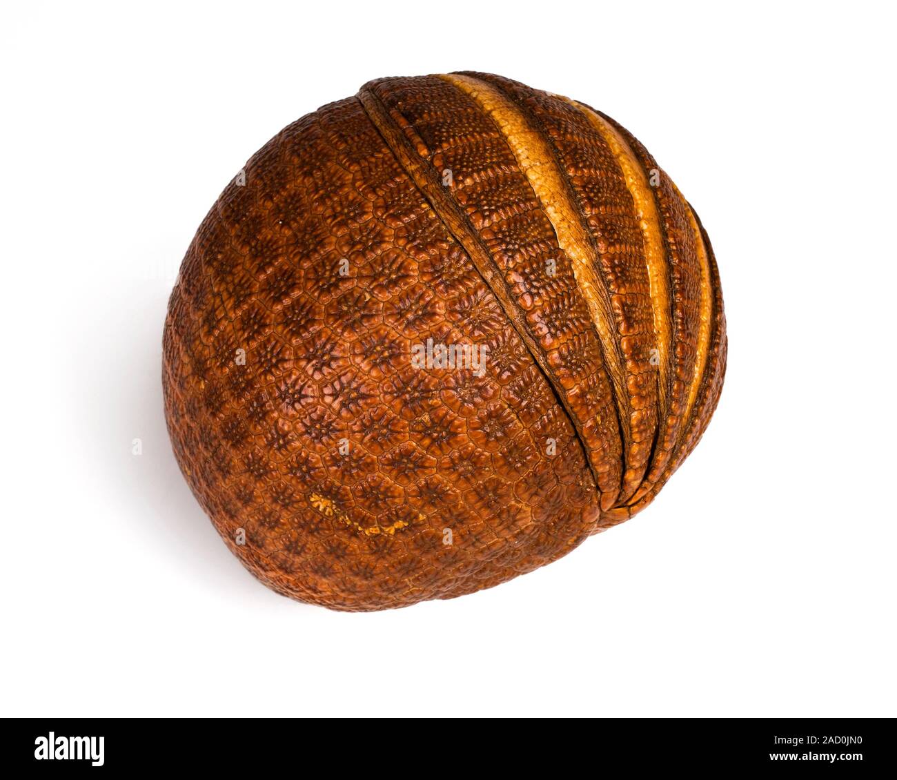 Armadillo. Preserved specimen of the armour of a three-banded armadillo ...