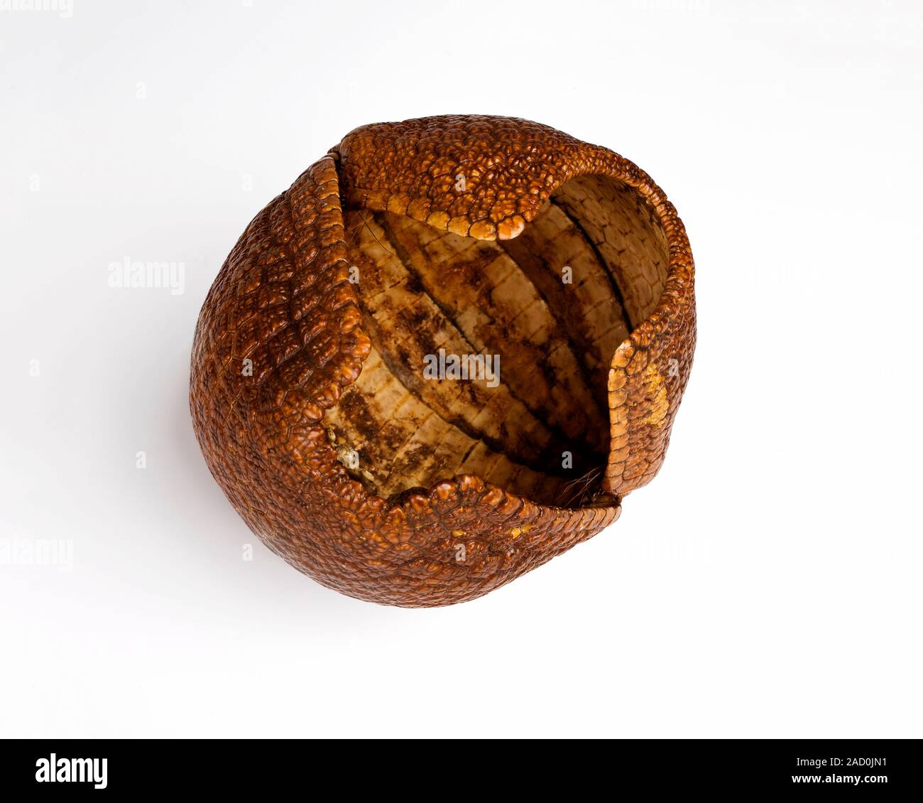 Armadillo. Preserved specimen of the armour of a three-banded armadillo ...