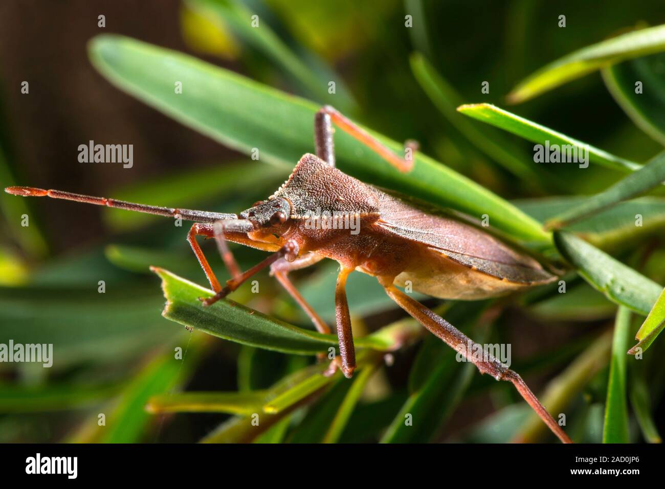 Leaf-footed bug (family Coreidae). Photographed in southwestern Australia Stock Photo - Alamy