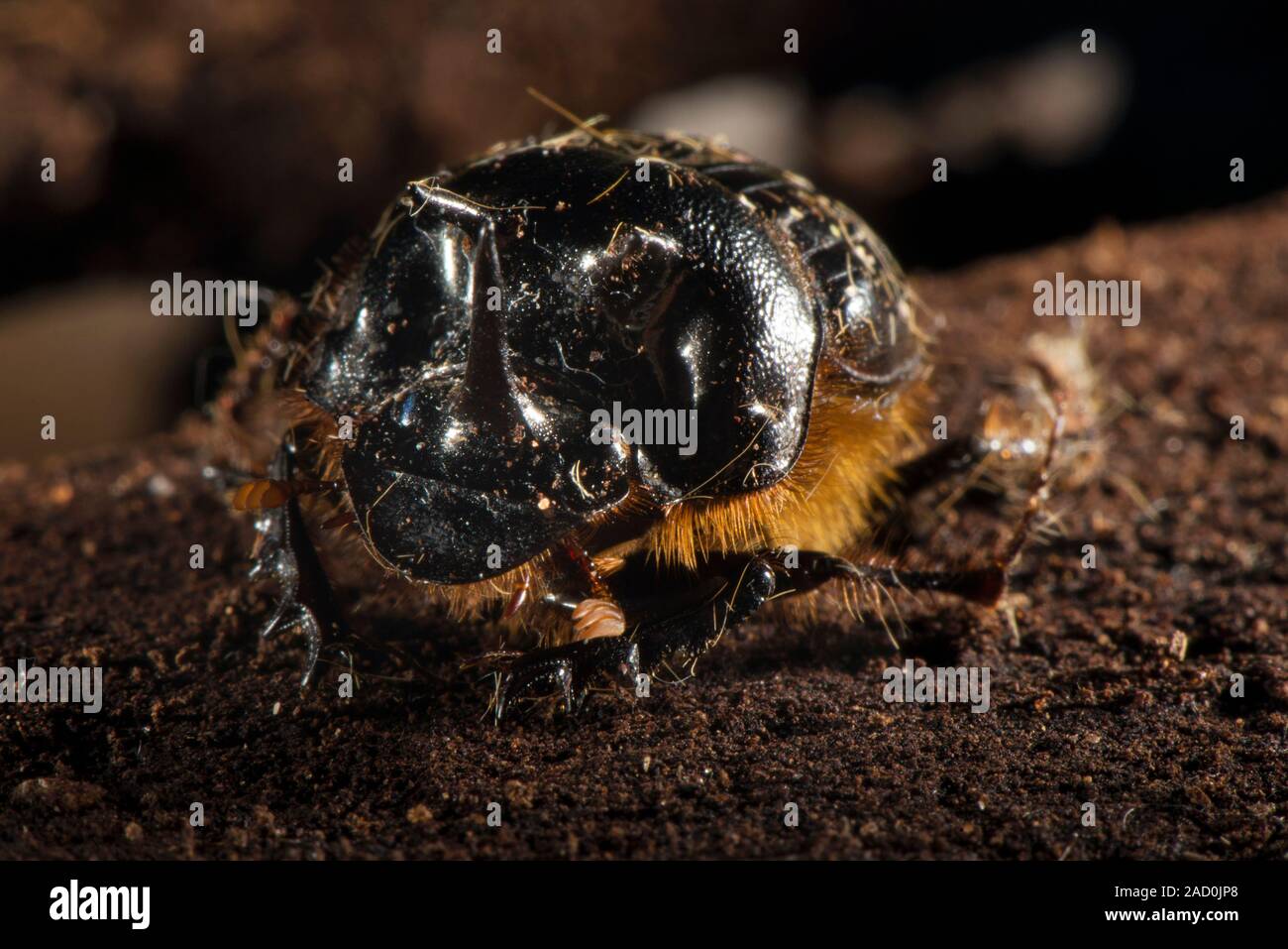 Dung beetle (Onthophagus ferox). This species of dung beetle is native ...