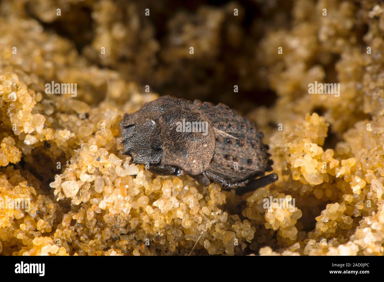 Dung beetle (Labroma umbratilis). This species of dung beetle is native ...