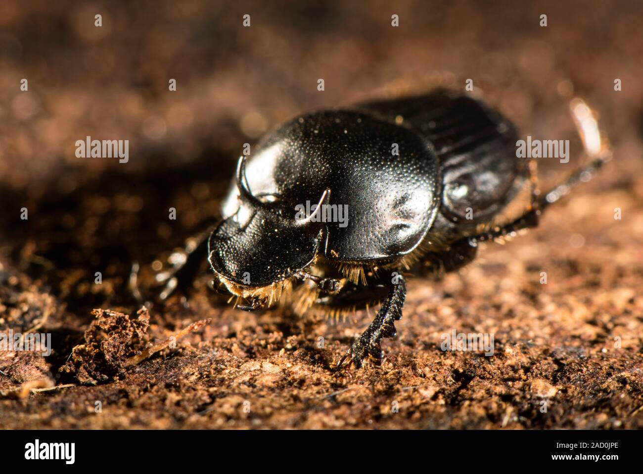 Taurus scarab beetle (Onthophagus taurus). This species of dung beetle ...