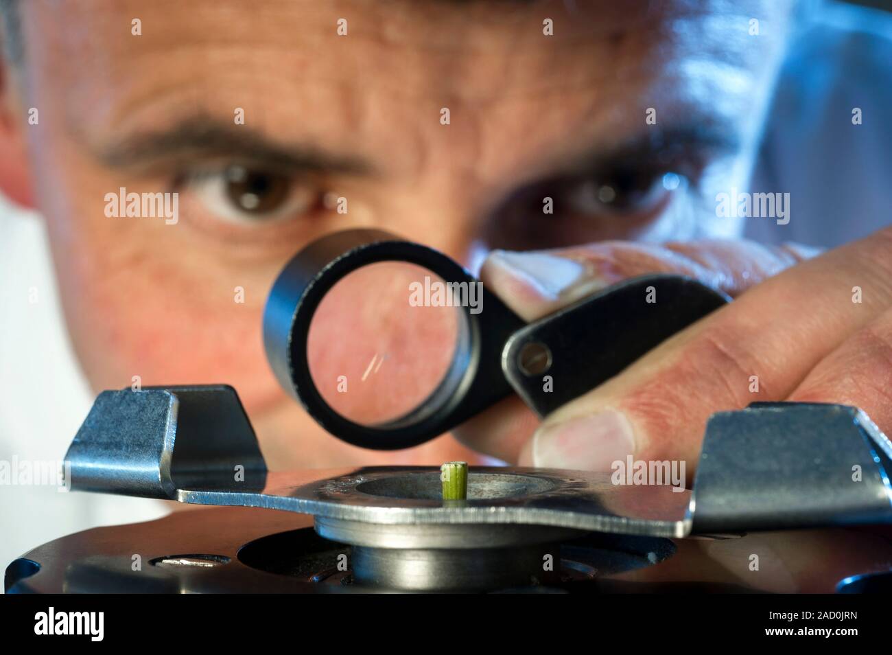 Wine research. Scientist measuring the water potential of a leaf from a ...