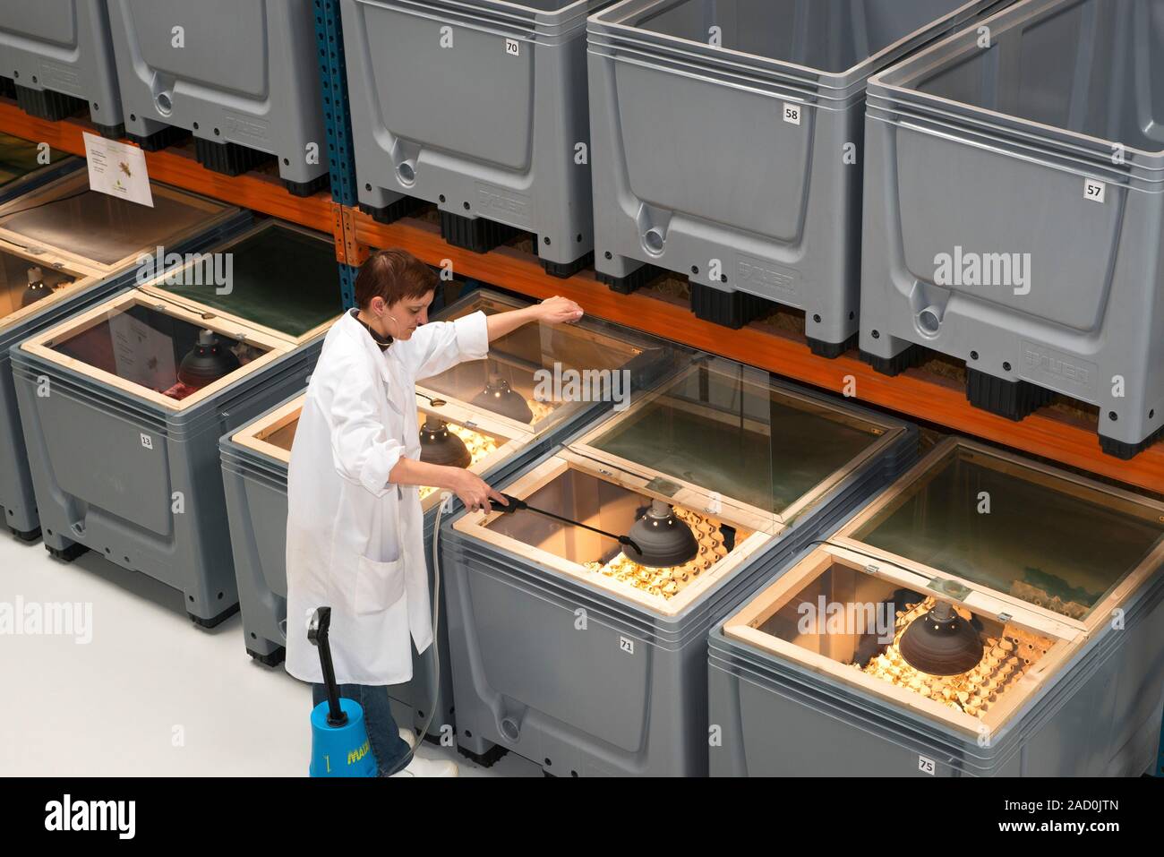 Breeding insects for human consumption. Worker watering an enclosure ...