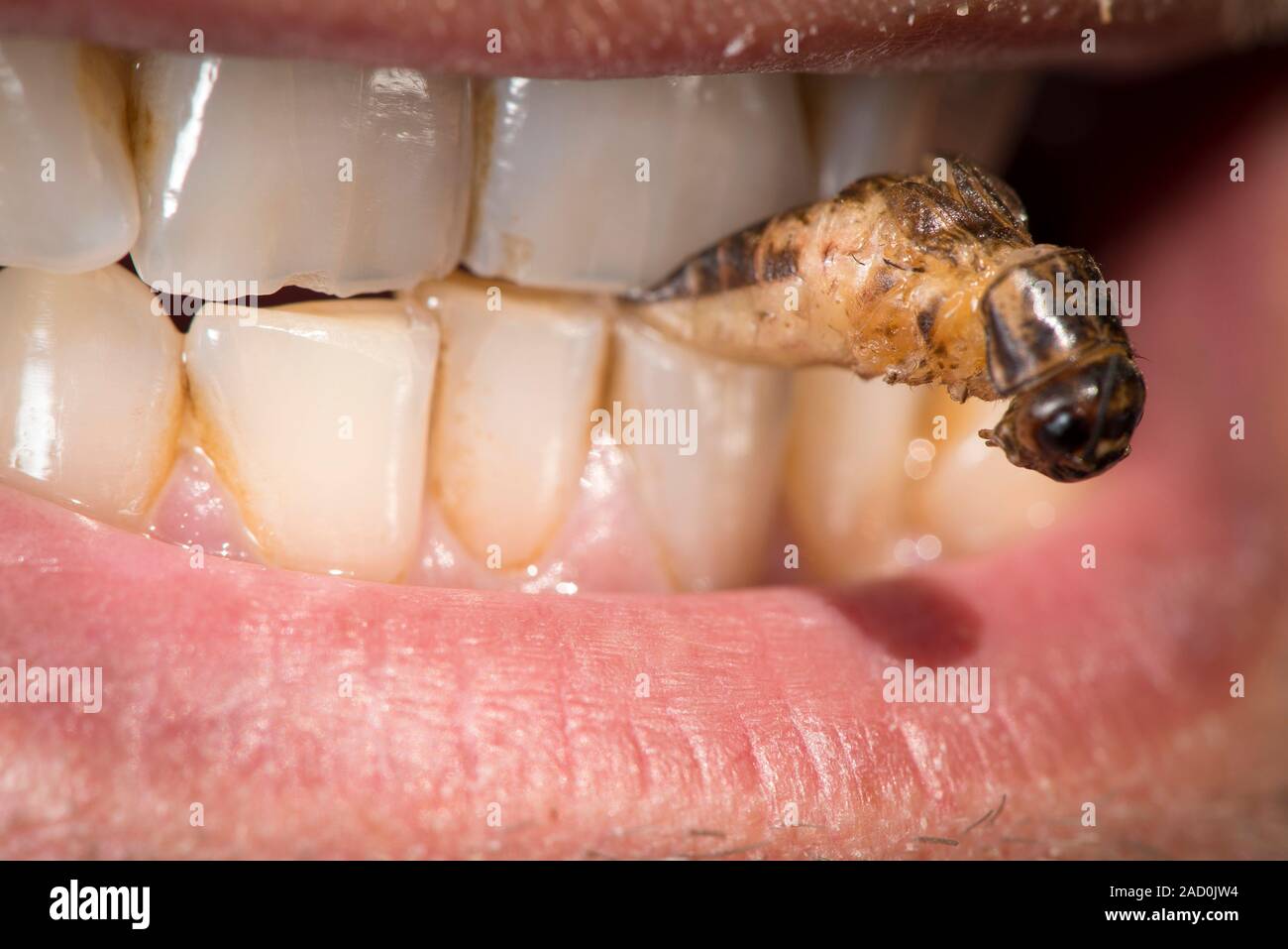 Insects for human consumption. Man eating a house cricket (Acheta ...