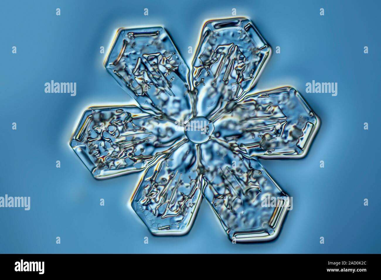 Light micrograph of a stellar plate snowflake. Snowflakes are ...