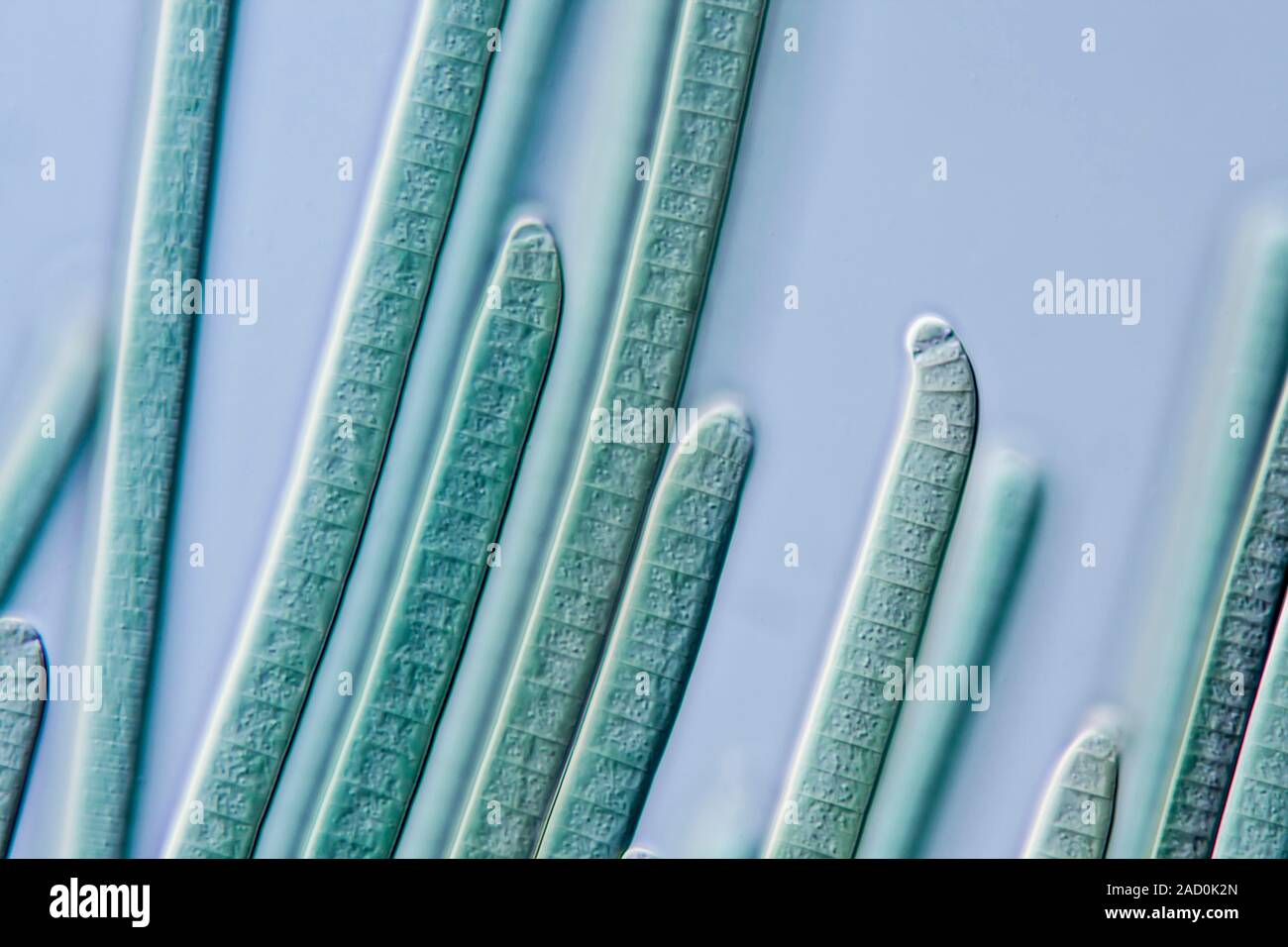 Light micrograph of oscillatoria sp. (L. oscillator, something that ...