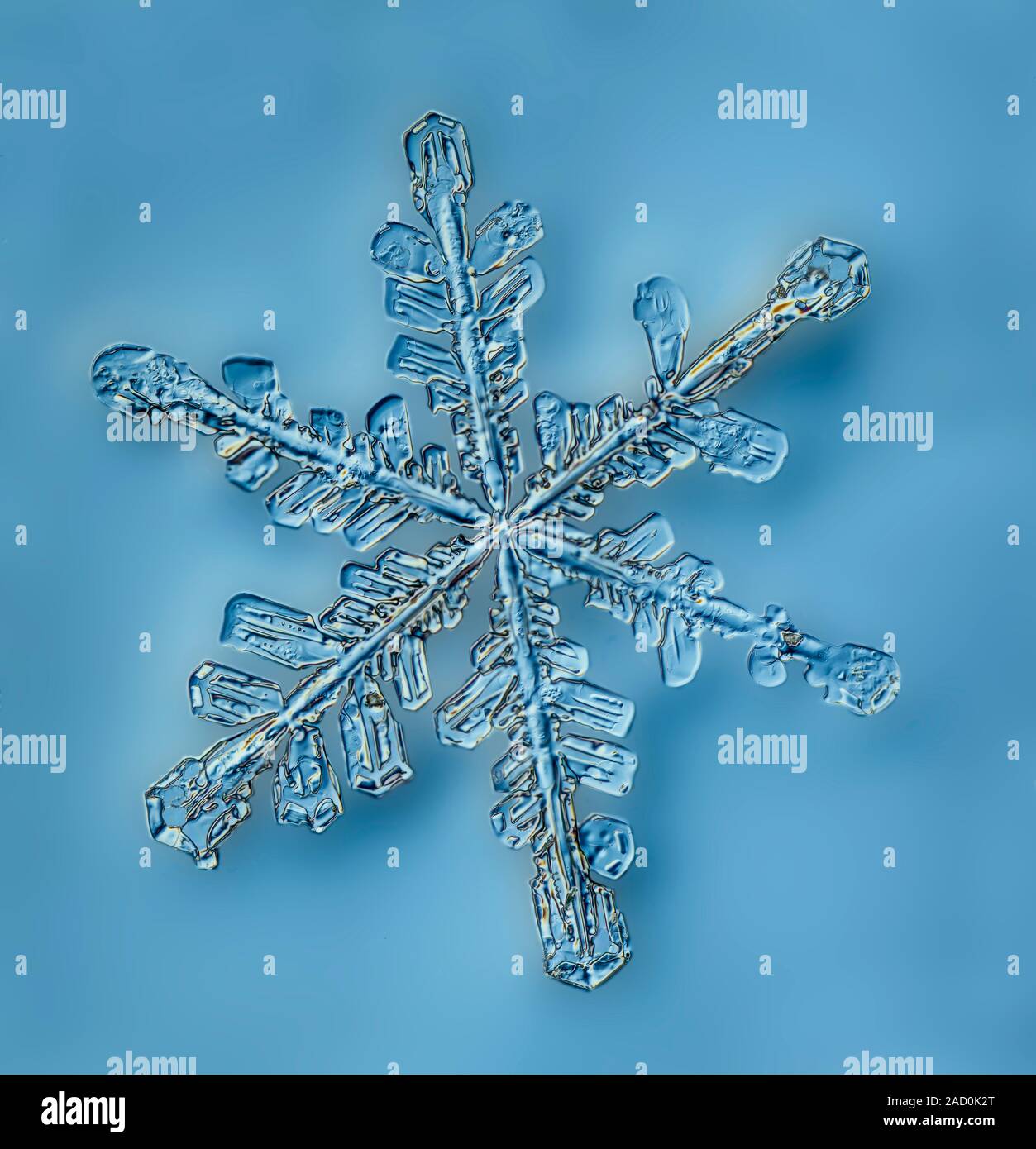 Light micrograph of a stellar dendrite snowflake. Snowflakes are ...