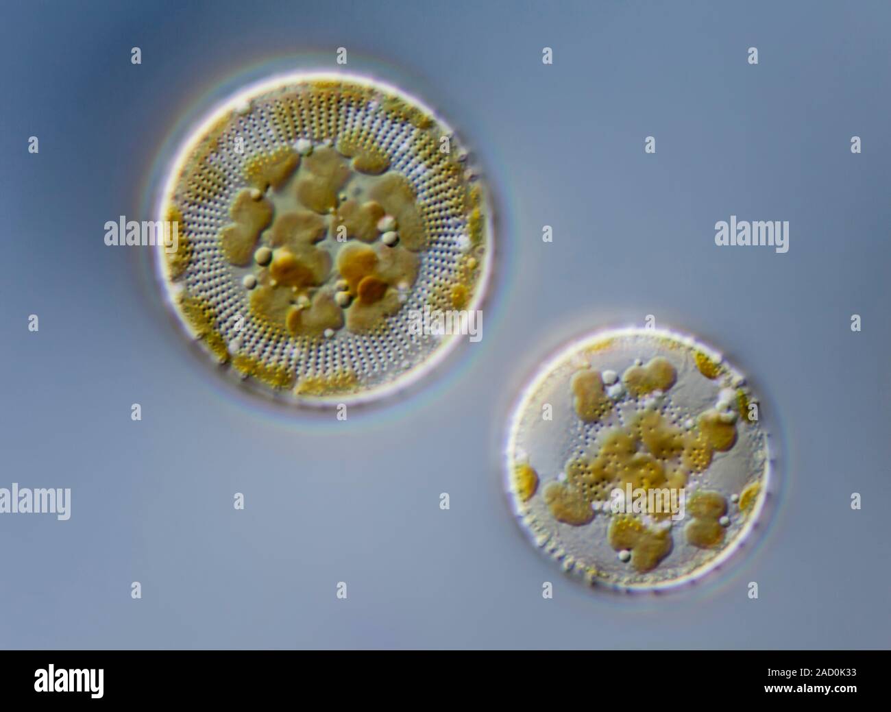 Stephanodiscus sp. diatoms, two centric, round cells in valve view ...