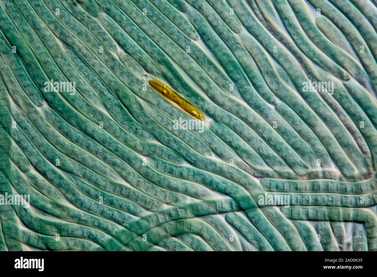 Oscillatoria Sp at Cari Kirby blog