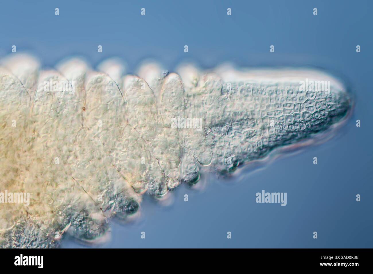 Shoot apical meristem of elodea canadensis (Canadian Waterweed), with ...