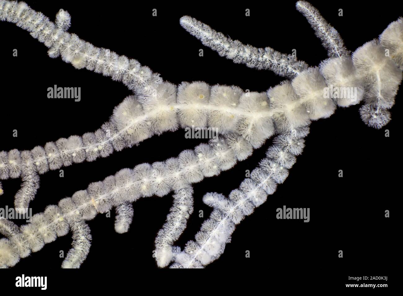 Light micrograph of Batrachospermum sp., a brownish colored freshwater ...