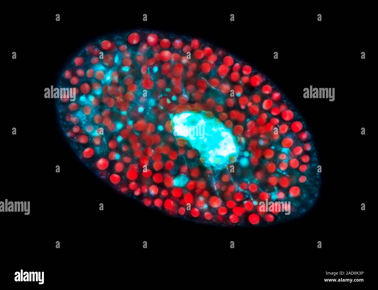 Paramecium bursaria ciliate, stained with DAPI to show the blue nucleus ...