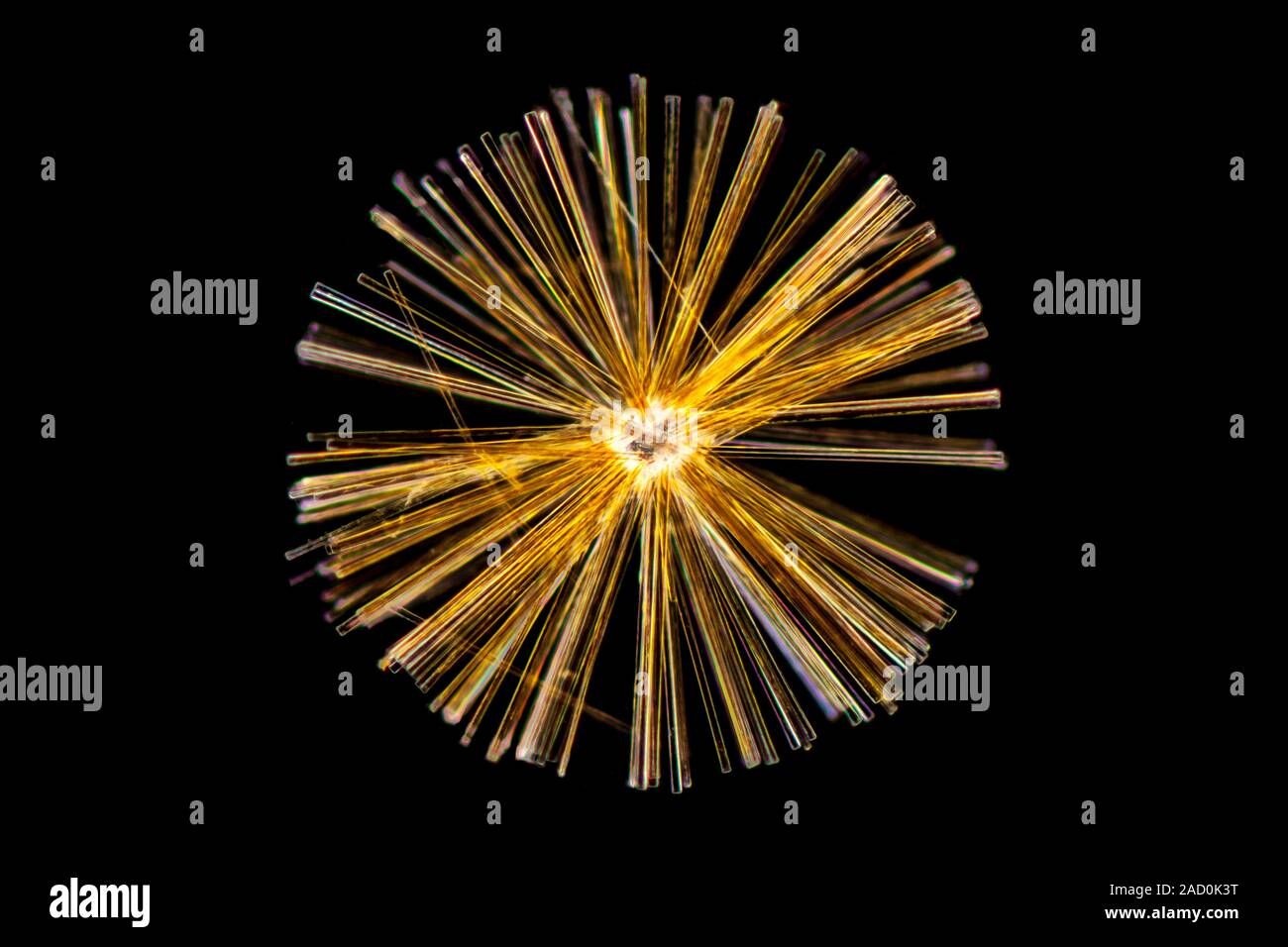 Synedra sp. (Gr. synedria, sitting together) diatoms, a group of needle ...