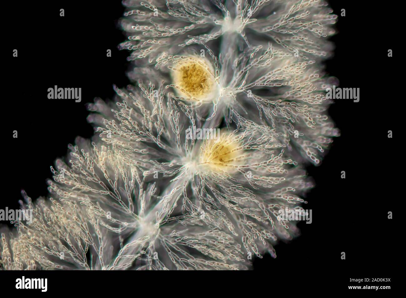 Light micrograph of Batrachospermum sp., a freshwater red alga. Due to ...
