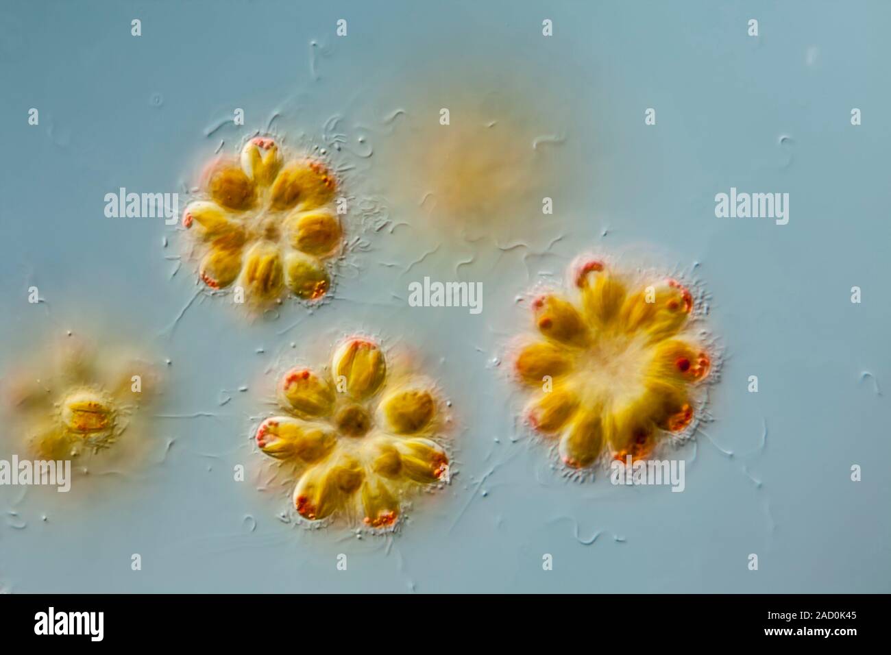 Synura sphagnicola, Chrysophytes or Golden Algae, common in Spahgnum ...