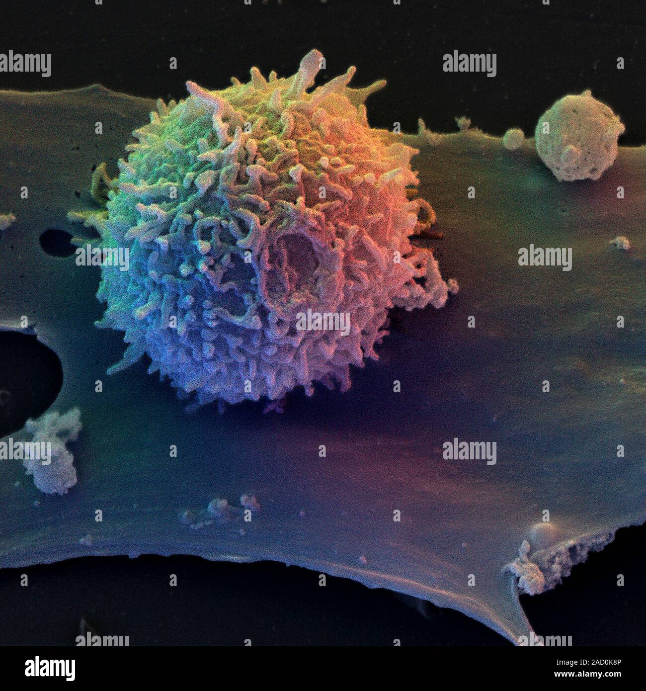 T Lymphocyte, coloured scanning electron micrograph (SEM). T ...
