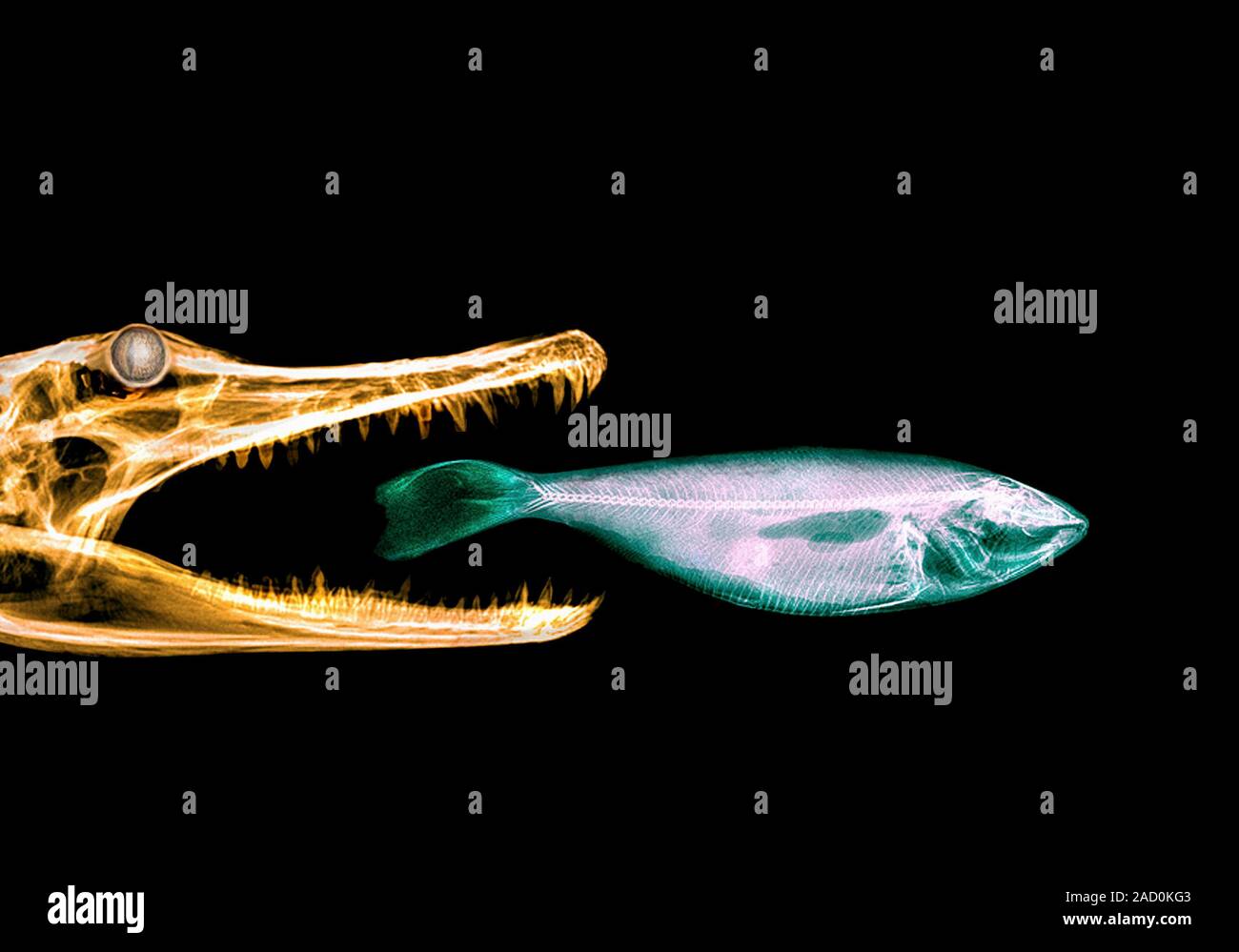 Alligator hunting a fish, coloured X-ray. The American alligator ...