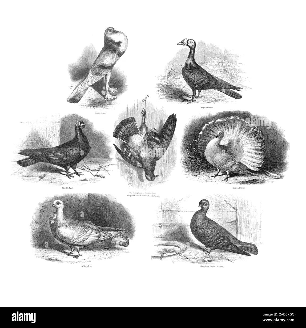 Darwin on pigeon evolution. Illustration of pigeons studied by British ...
