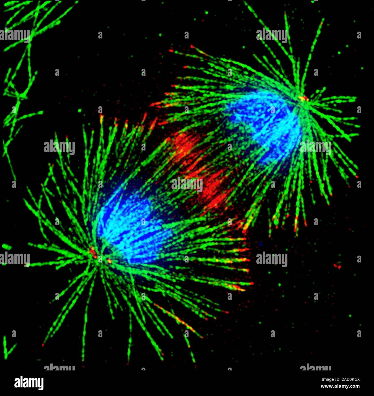 Cell Division Fluorescent Structured Illumination Micrograph Sim Of