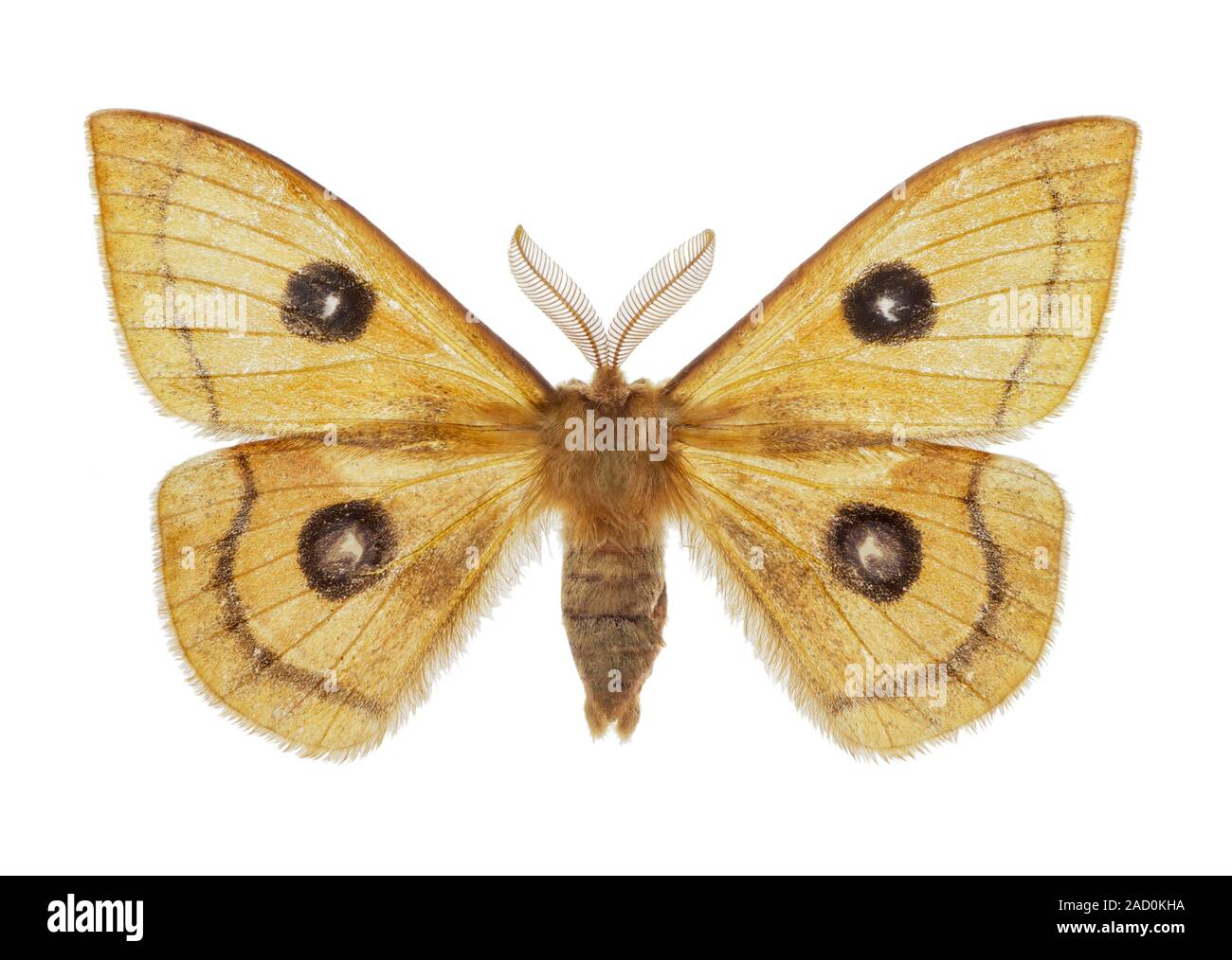 Male Tau emperor moth (Aglia tau). This European moth can reach a ...