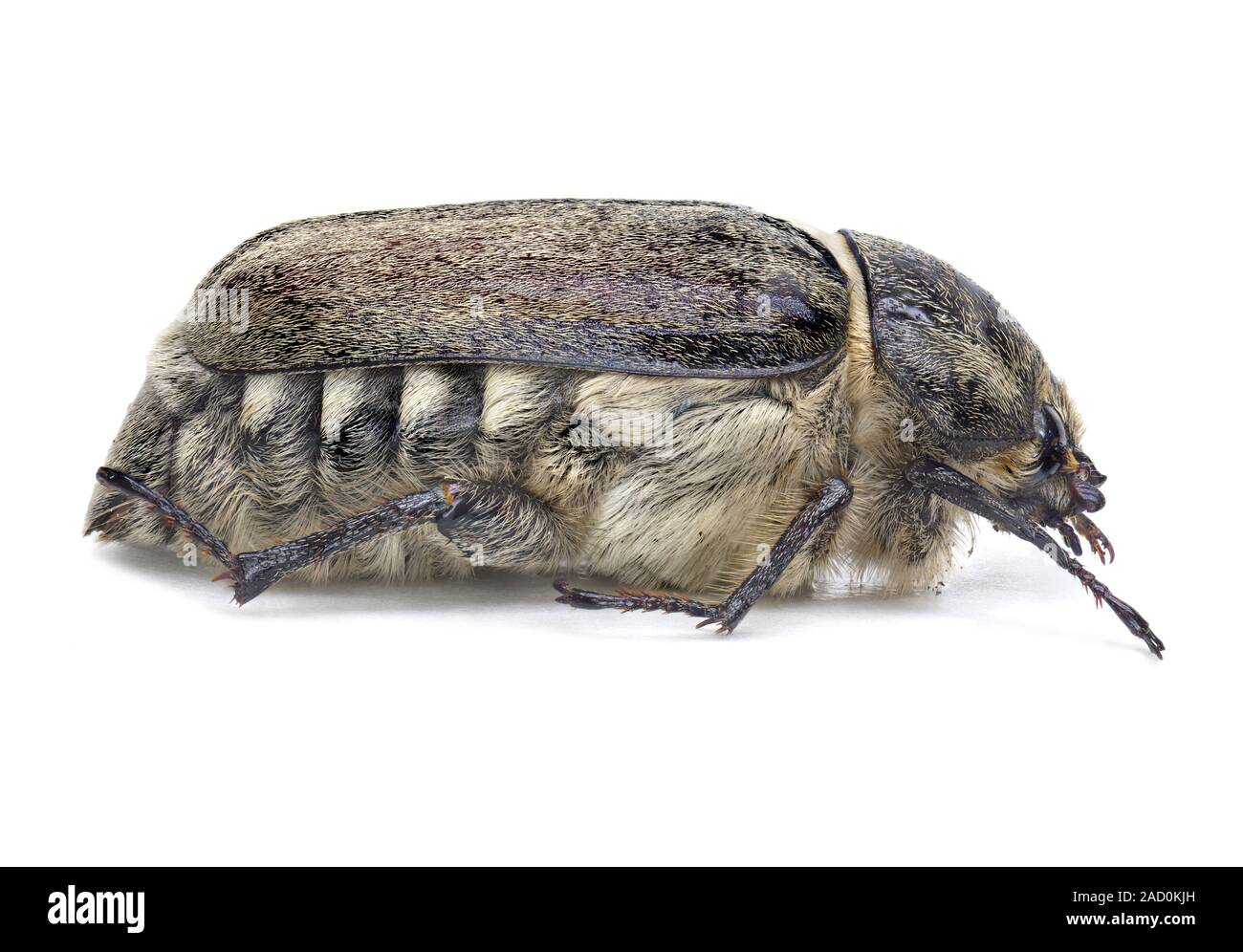 Female scarab beetle (Anoxia villosa Stock Photo - Alamy