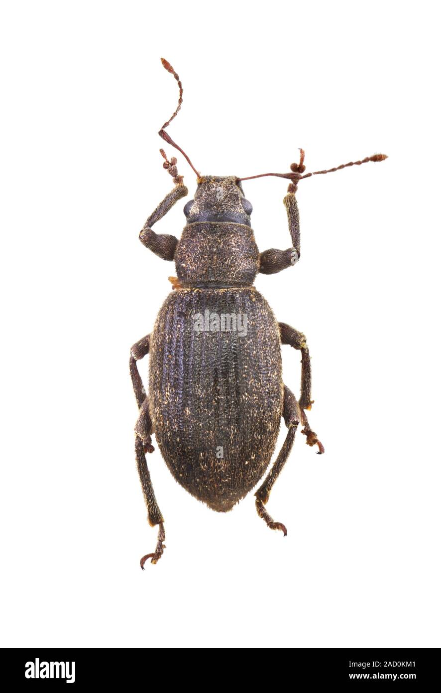 Arborvitae Japanese weevil. Arborvitae Japanese weevil (Brachyderes ...
