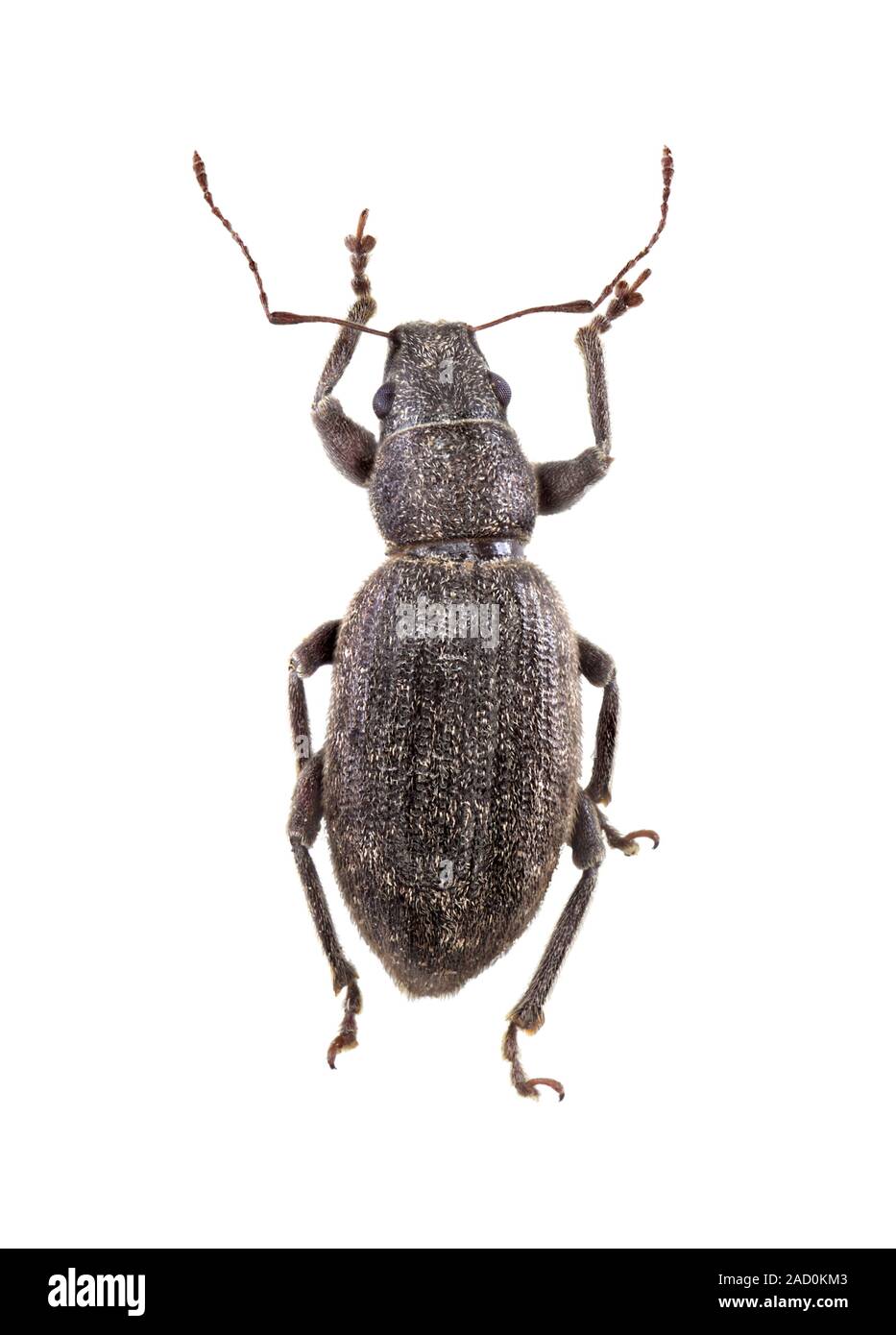 Arborvitae Japanese weevil. Arborvitae Japanese weevil (Brachyderes ...