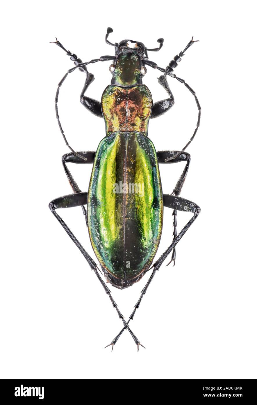 Ground beetle (Carabus splendens). This is a European ground beetle ...