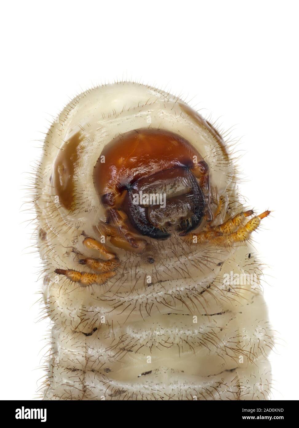 Beetle larva head. Head of a larva of the genus Cetonia, in the family ...