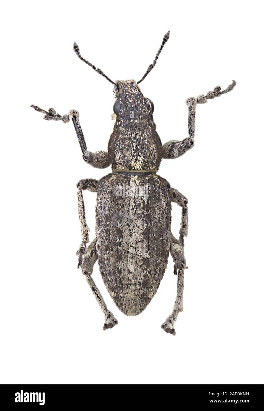 A true weevil (Charagmus griseus Stock Photo - Alamy
