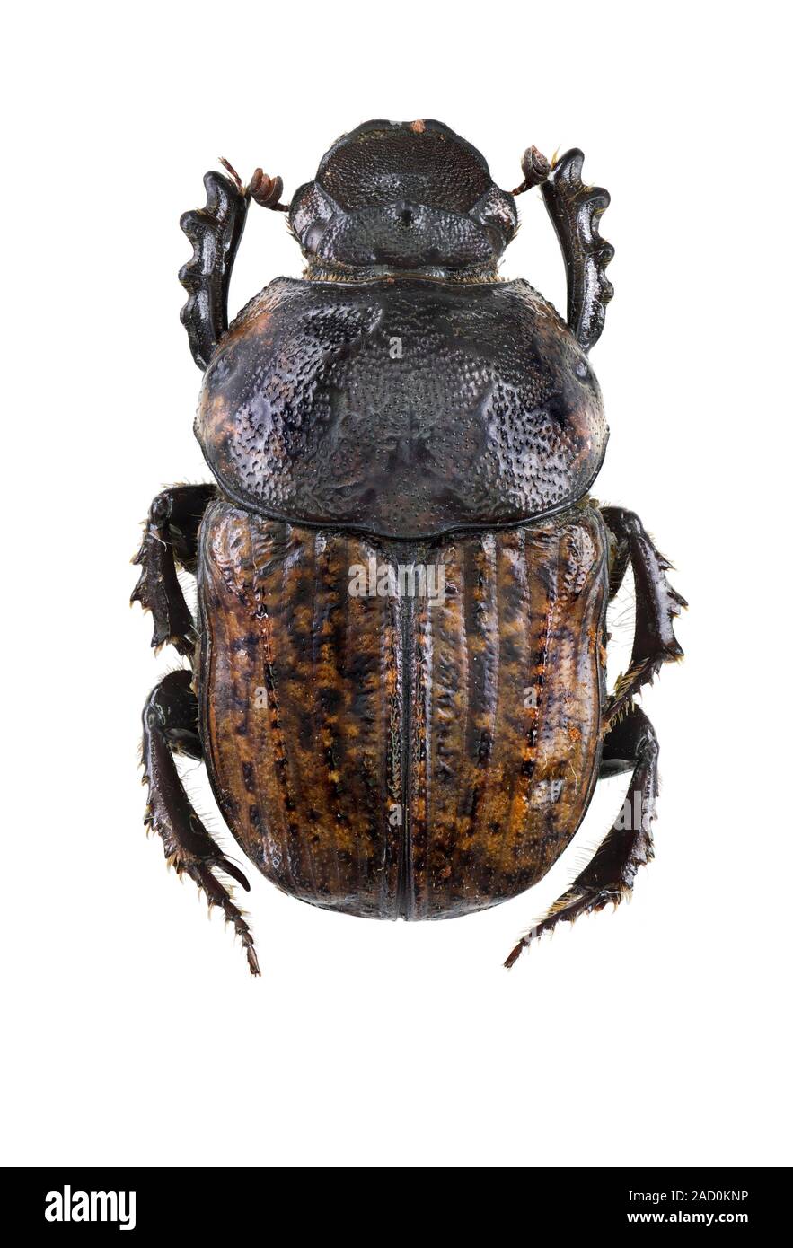 Female scarab beetle (Cheironitis ungaricus Stock Photo - Alamy