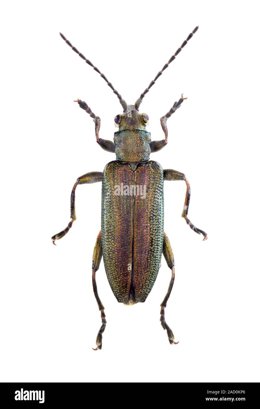 Reed beetle (Donacia vulgaris), female. This species lives at the edges ...