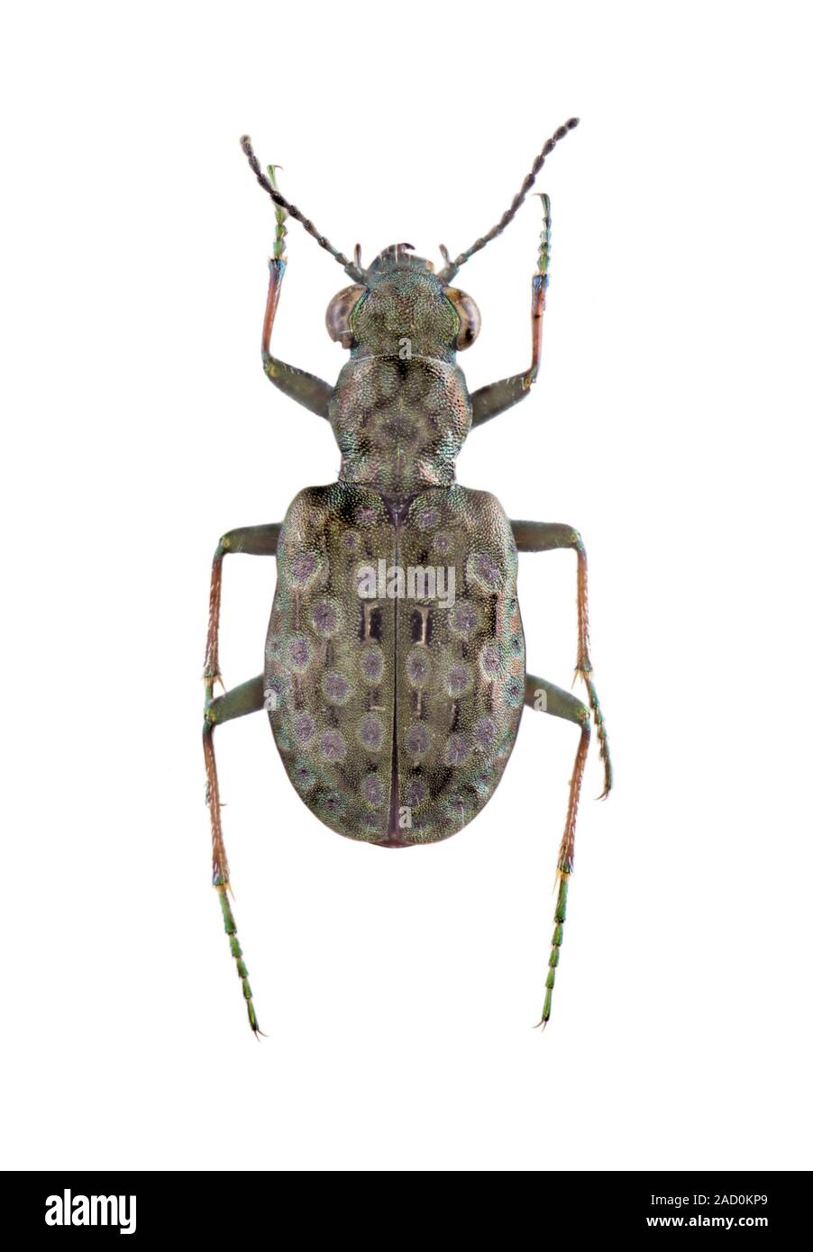 Ground beetle (Elaphrus riparius), male. This species is common in damp ...