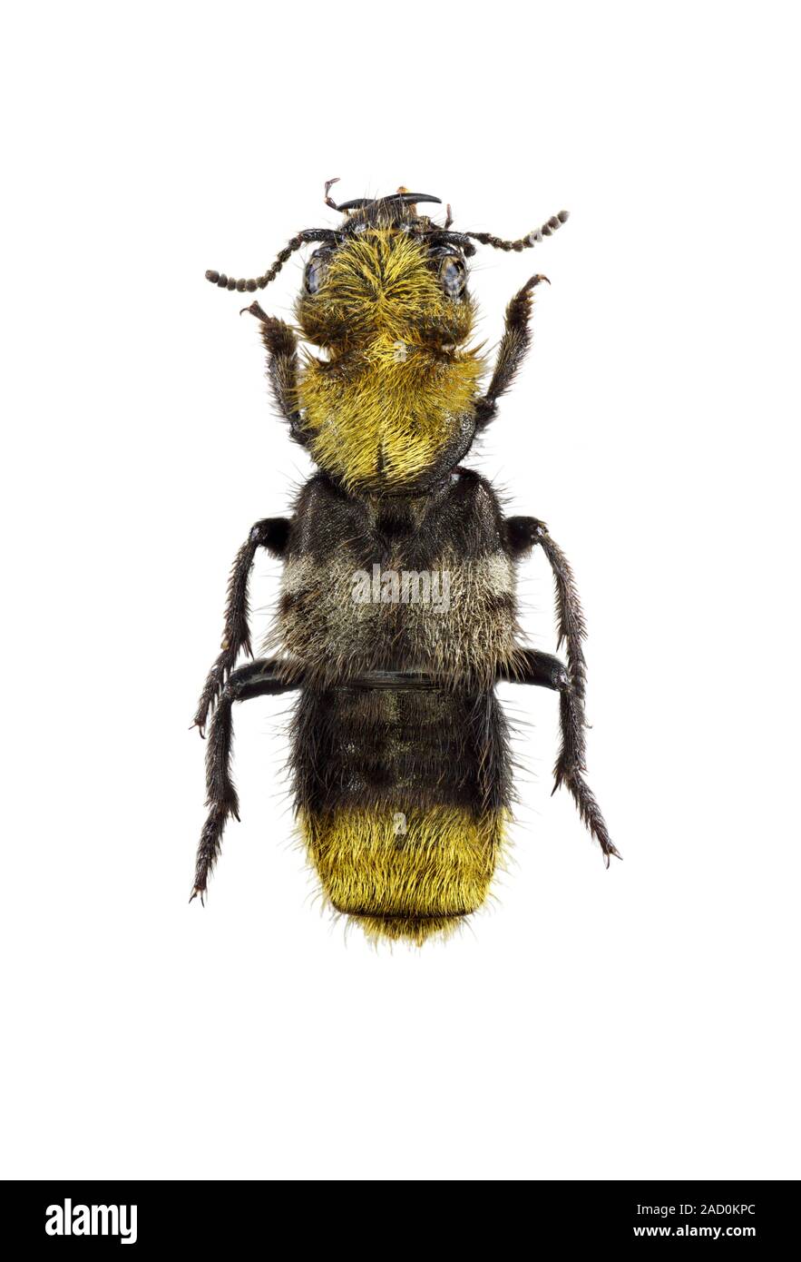 Rove beetle (Emus hirtus Stock Photo - Alamy