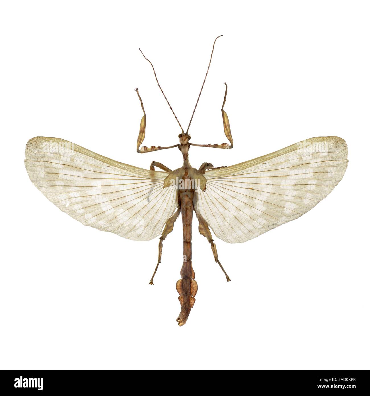 Spiny leaf insect (Extatosoma tiaratum) with its wings spread. This ...