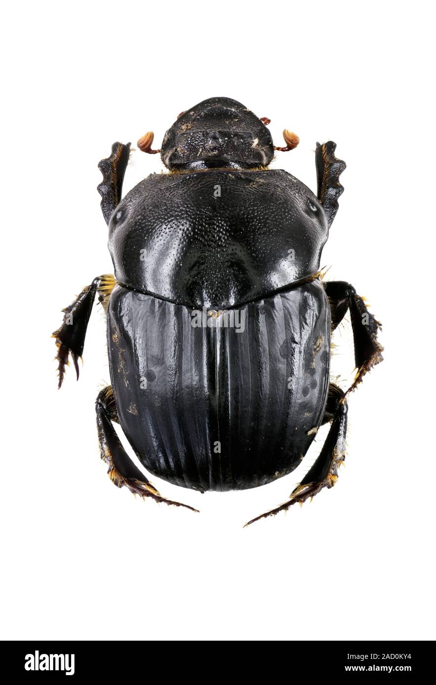 Male dung beetle (Onitis belial), a species of scarab beetle Stock ...