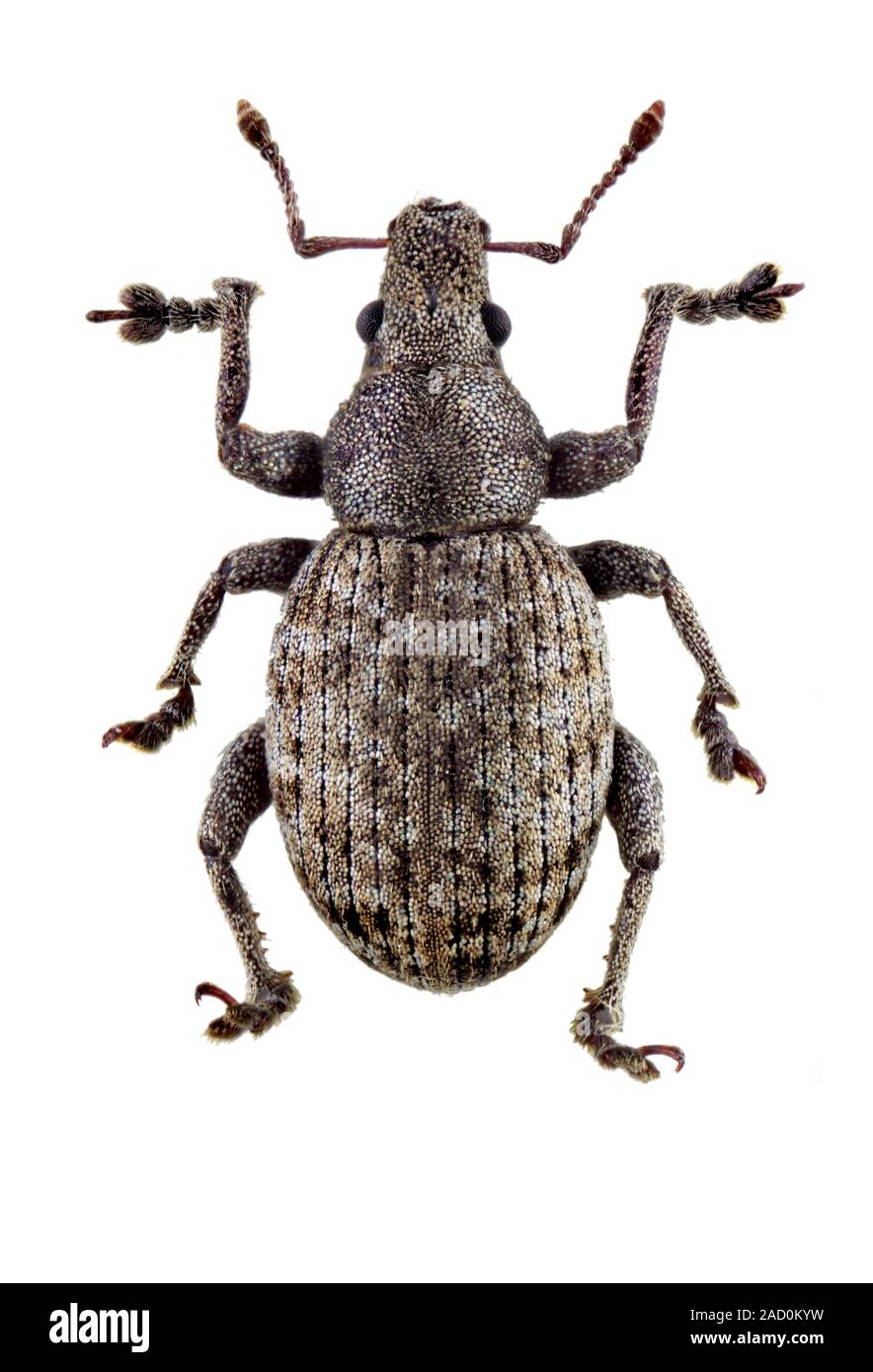 Male weevil (Philopedon cytisarium Stock Photo - Alamy