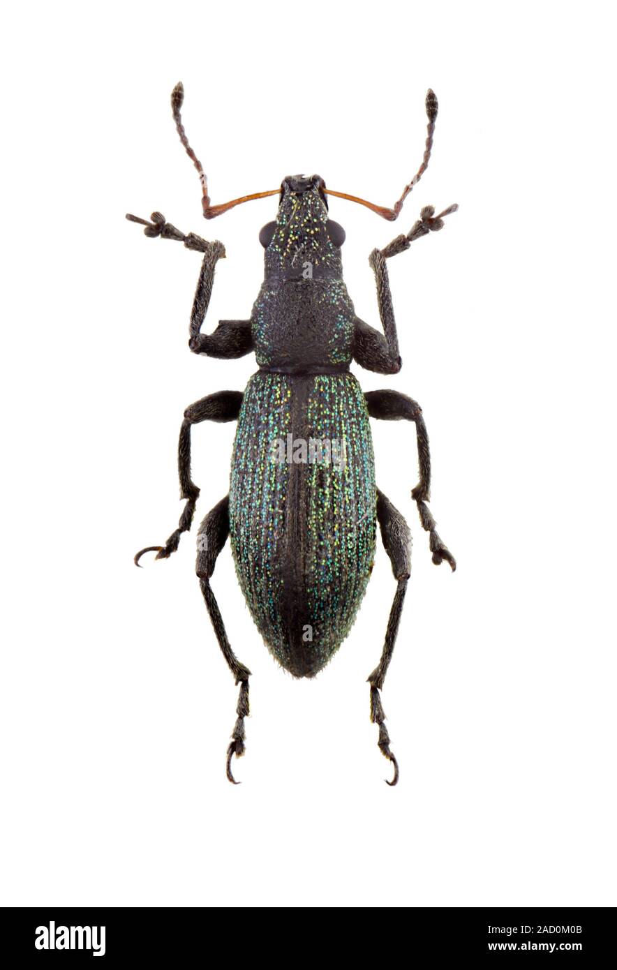 Broad-nosed weevil (Polydrusus smaragdulus Stock Photo - Alamy
