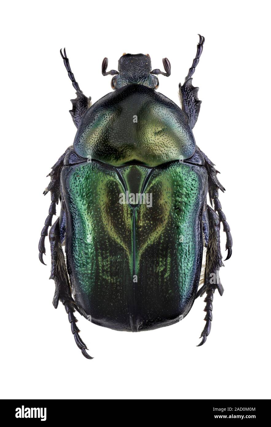 Flower chafer (Protaetia angustata), a type of scarab beetle Stock Photo - Alamy