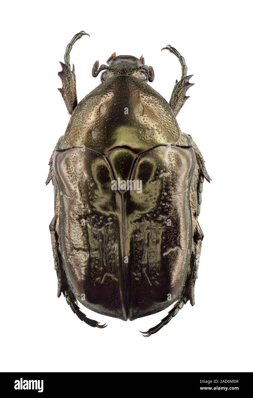 Marbled rose-chafer (Protaetia lugubris), a type of scarab beetle Stock Photo - Alamy